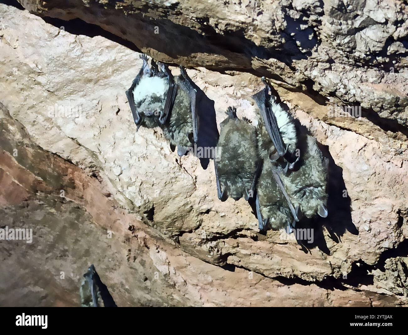 Geoffroy's Bat (Myotis emarginatus Stock Photo - Alamy