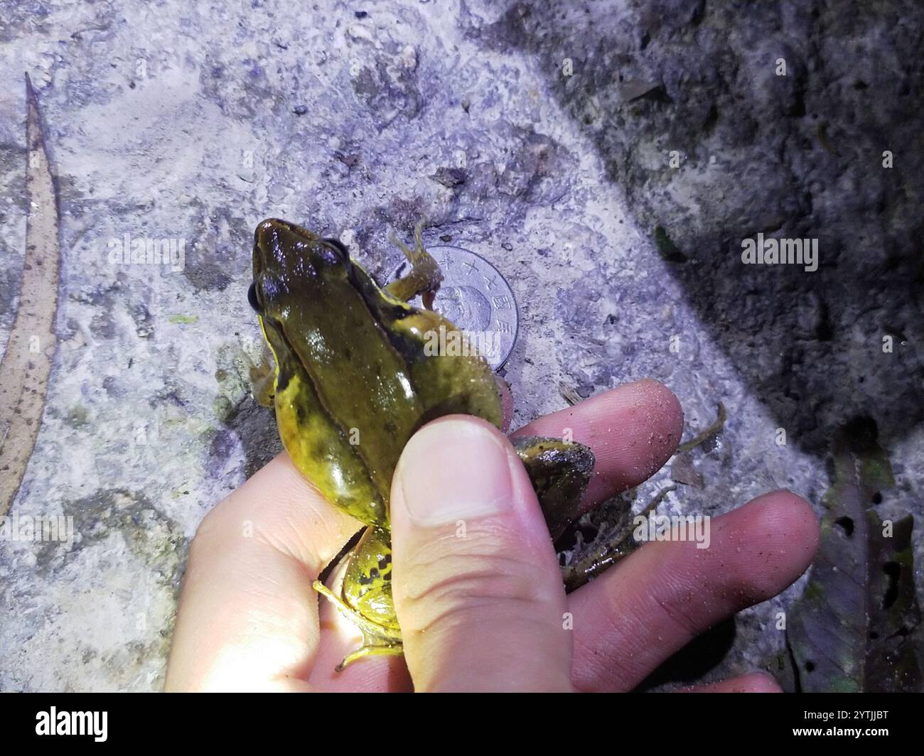 Olive Frog (Nidirana adenopleura Stock Photo - Alamy