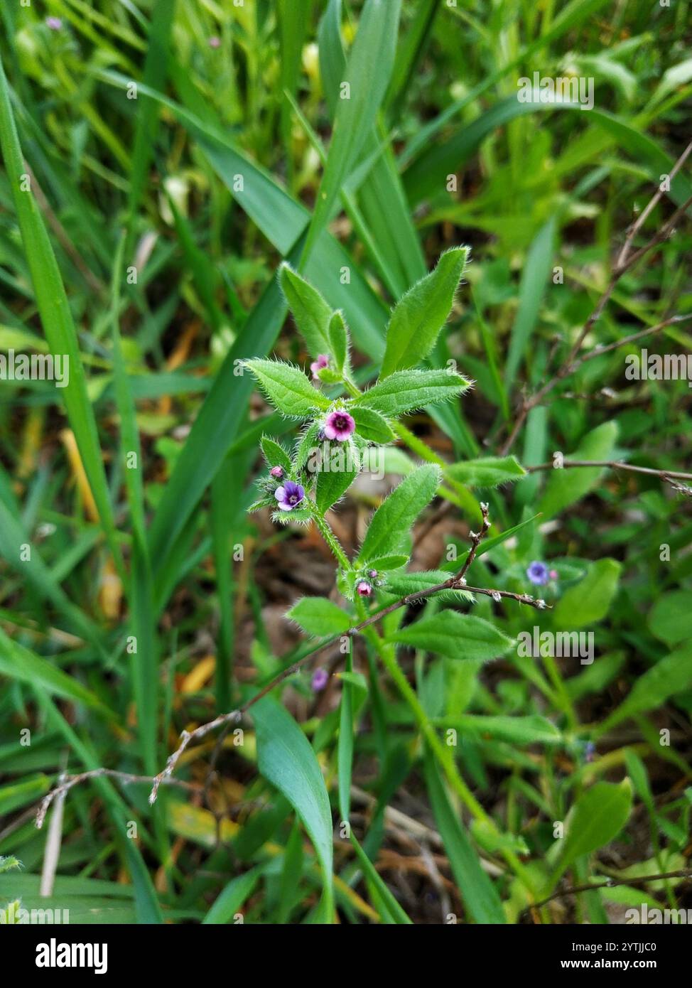 Asperugo procumbens hi-res stock photography and images - Alamy