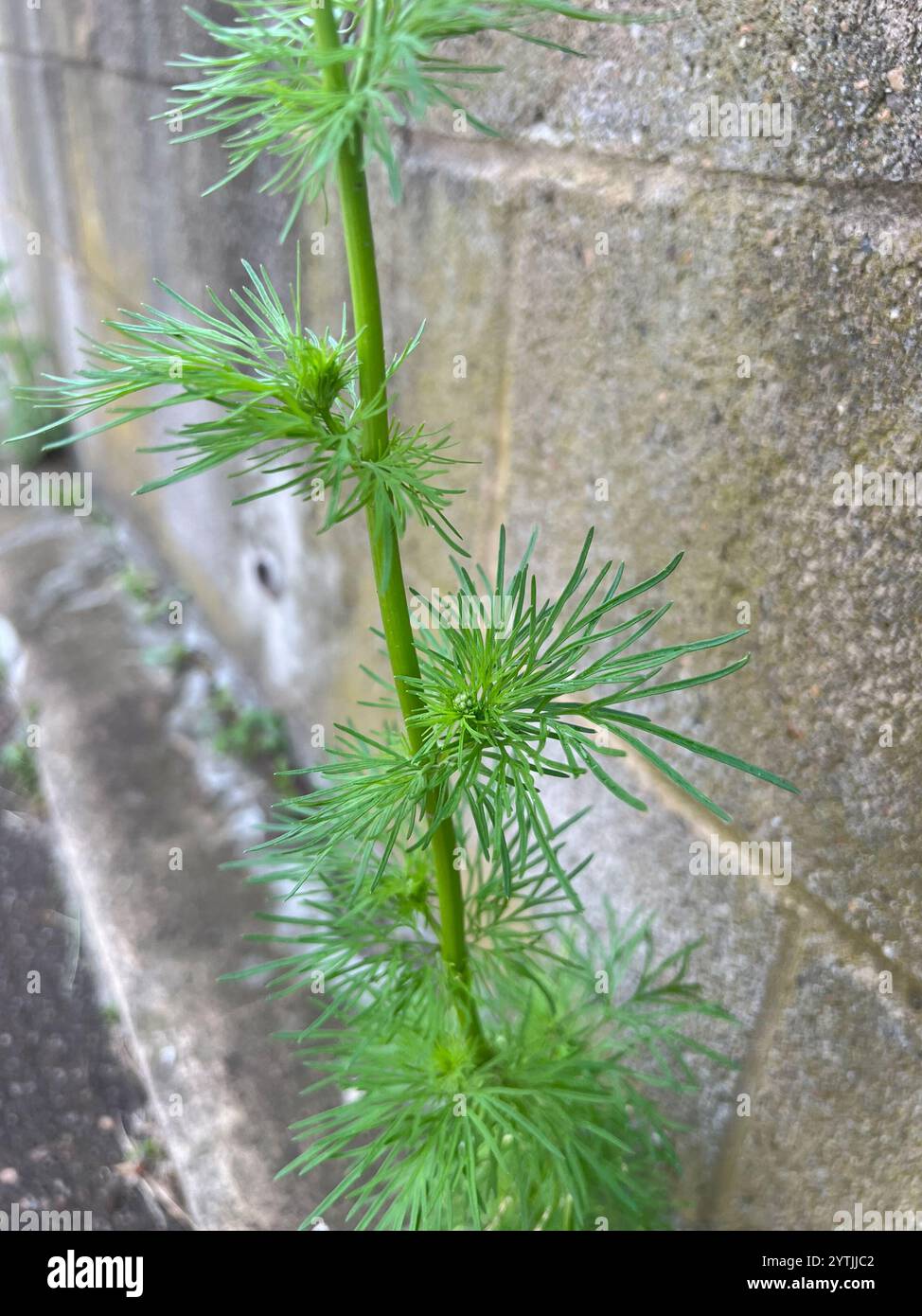 doubtful knight's-spur (Delphinium ajacis Stock Photo - Alamy
