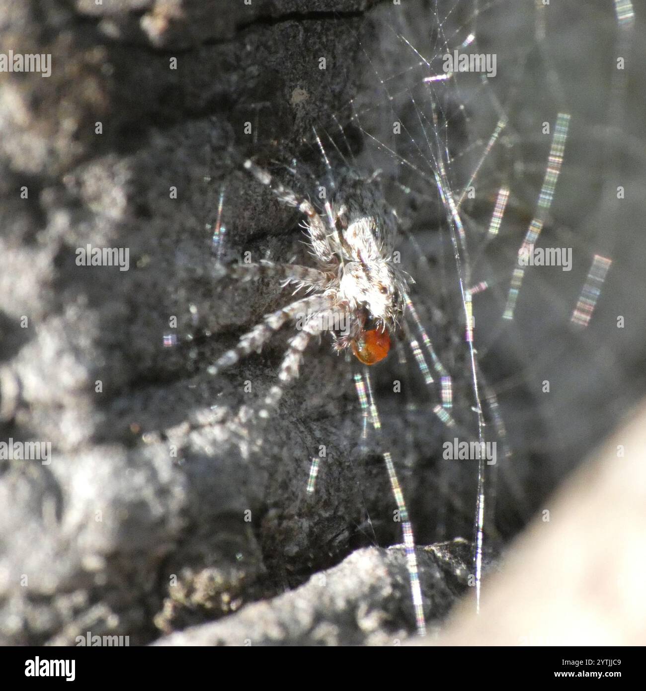 Nursery Web Spiders (Pisauridae Stock Photo - Alamy