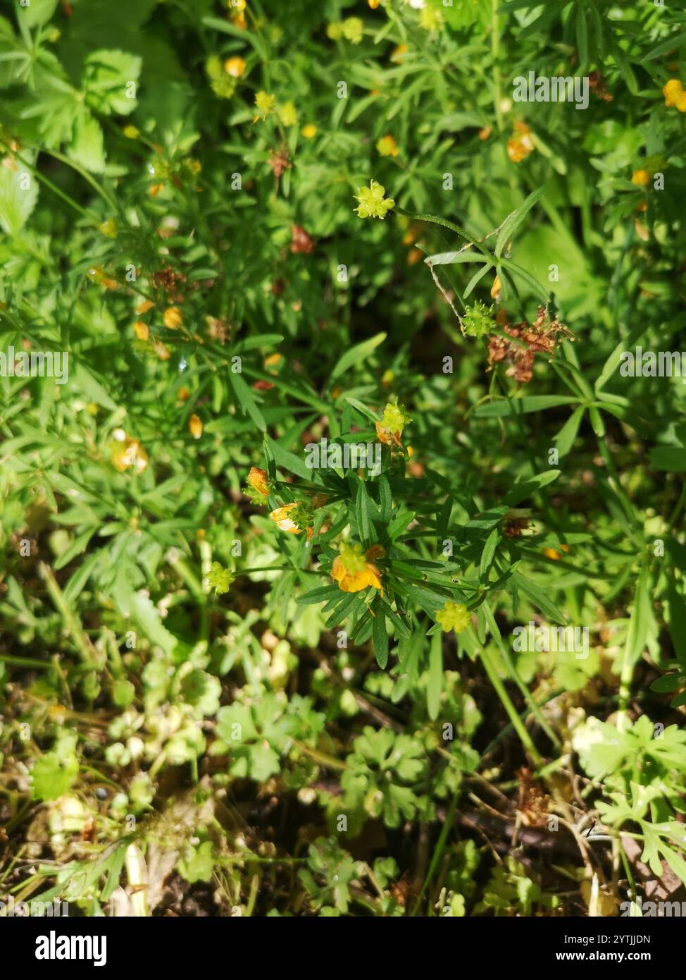 Goldilocks Buttercup (Ranunculus auricomus Stock Photo - Alamy