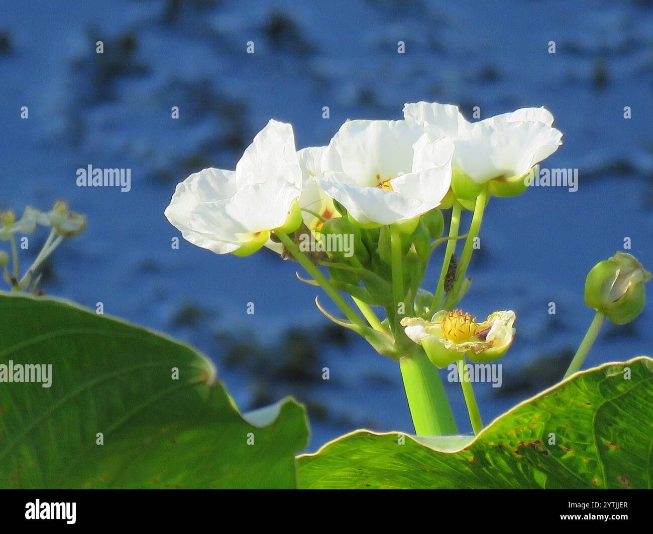 Aztec arrowhead (Sagittaria montevidensis Stock Photo - Alamy