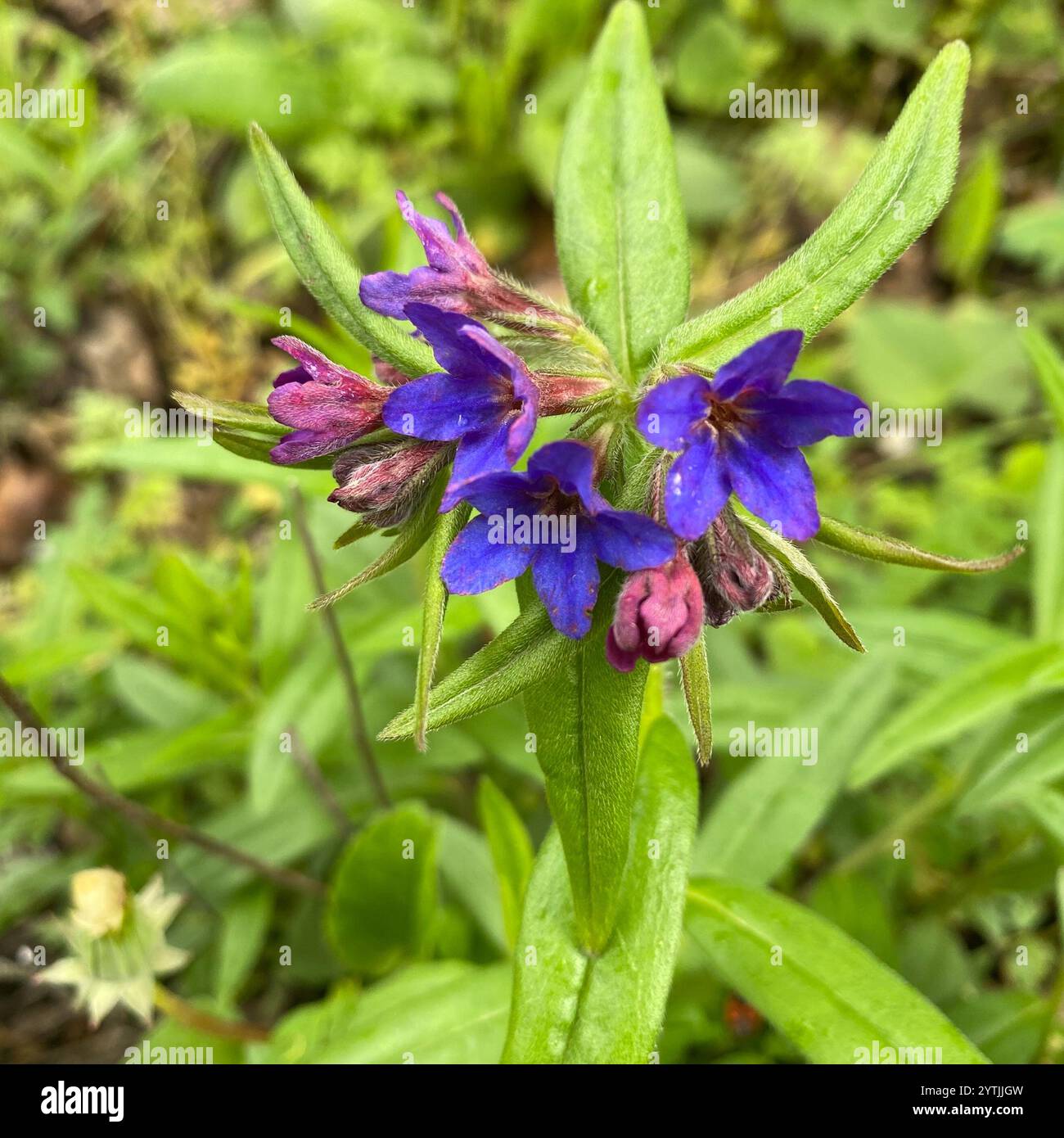 Purple Gromwell (Aegonychon purpurocaeruleum Stock Photo - Alamy