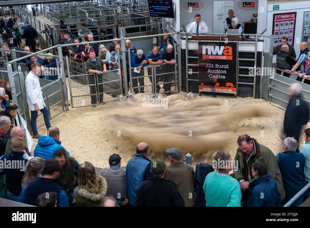 Mule gimmer lamb sale at Kendale Auction Mart, Cumbria, UK Stock Photo ...