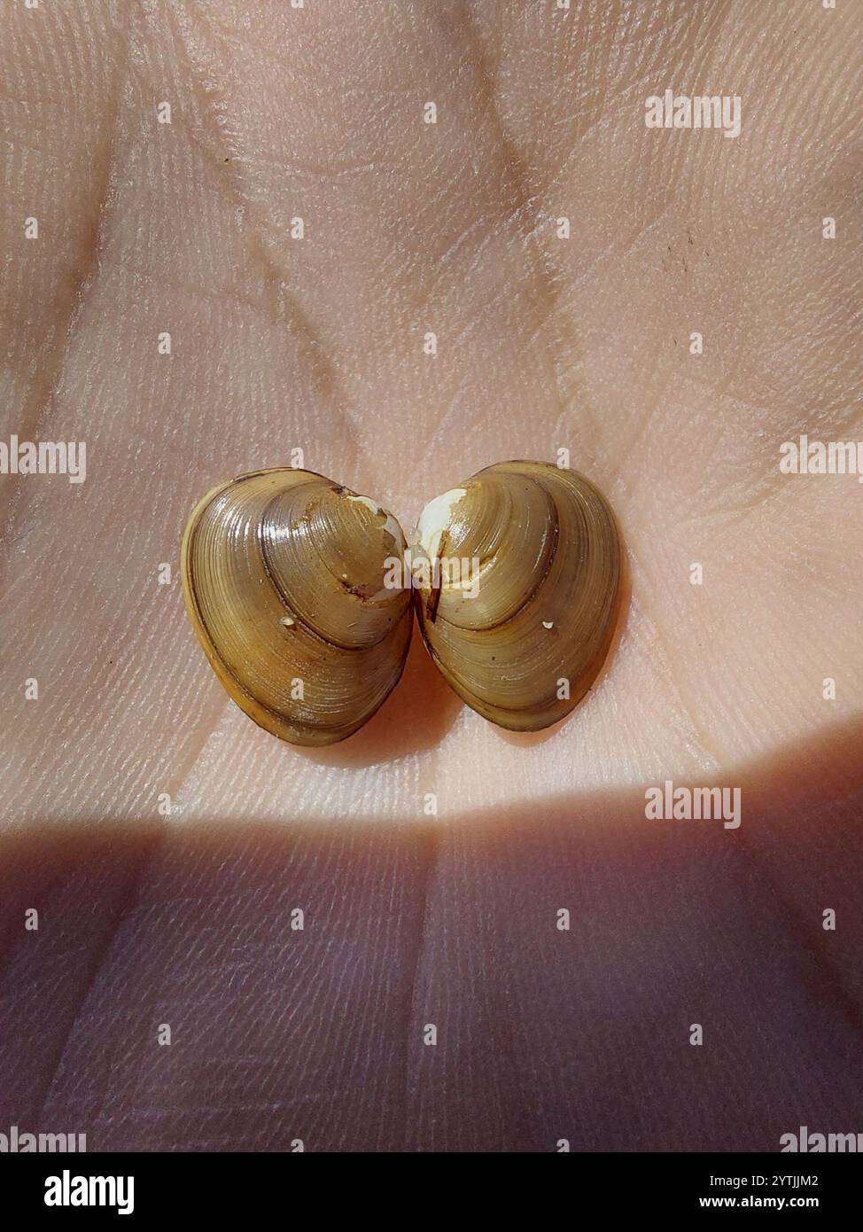 Sphaerium hi-res stock photography and images - Alamy