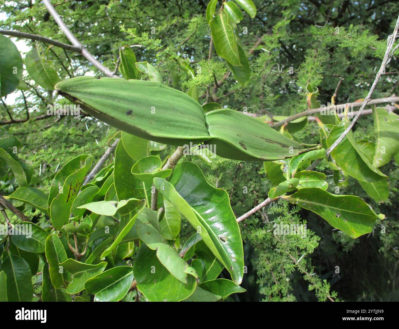 Rubber Vine (Cryptostegia grandiflora Stock Photo - Alamy