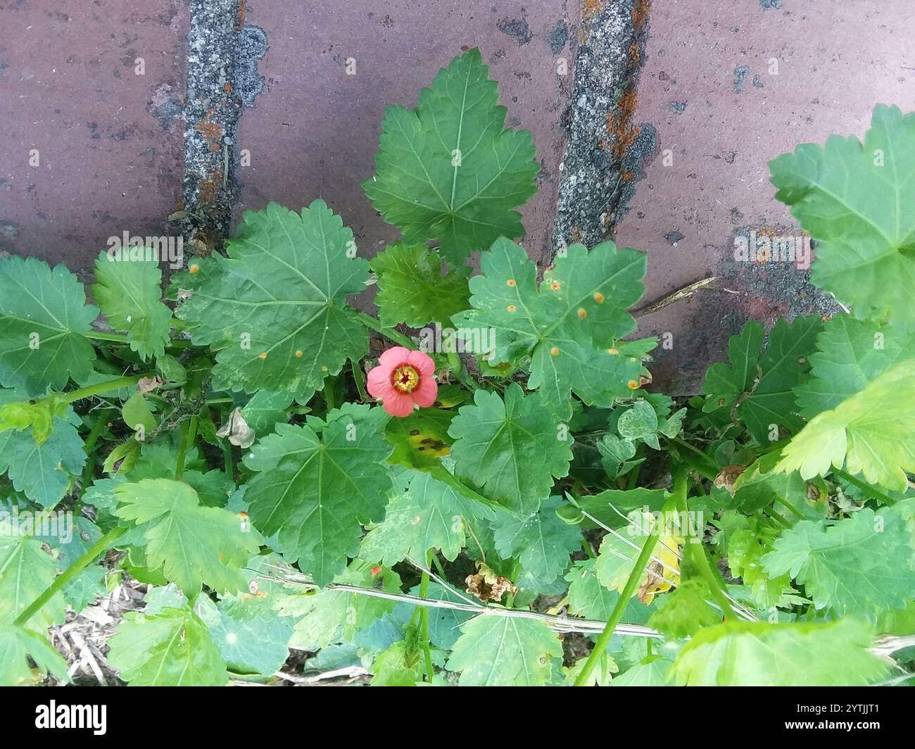 Carolina Bristlemallow (Modiola caroliniana Stock Photo - Alamy