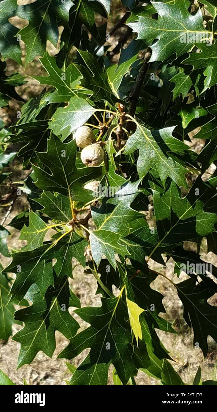 California black oak (Quercus kelloggii Stock Photo - Alamy