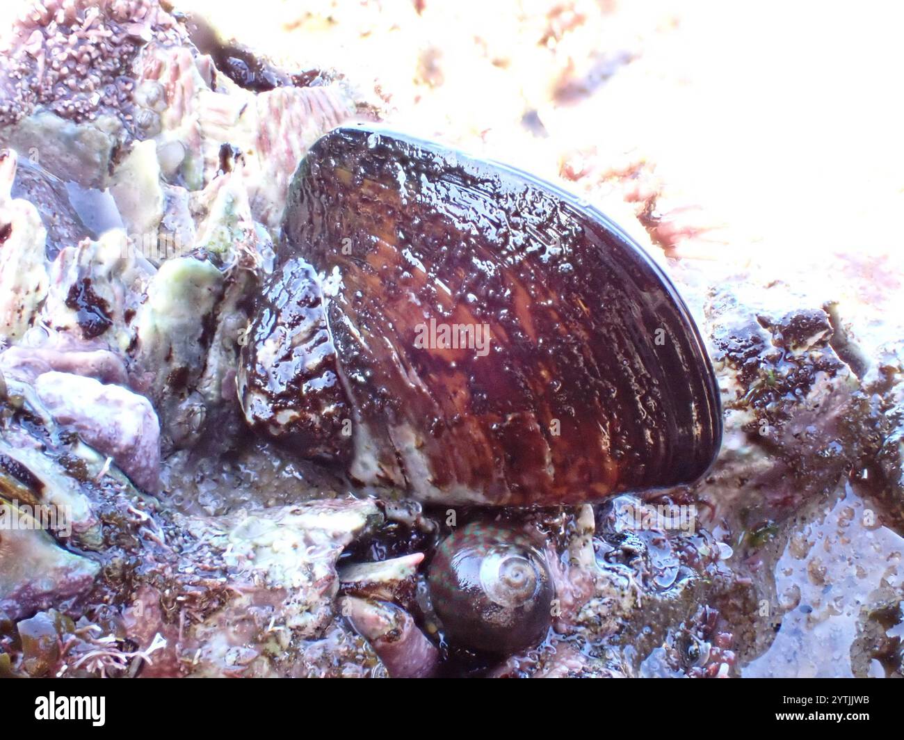 Brown Mussel (Perna perna Stock Photo - Alamy