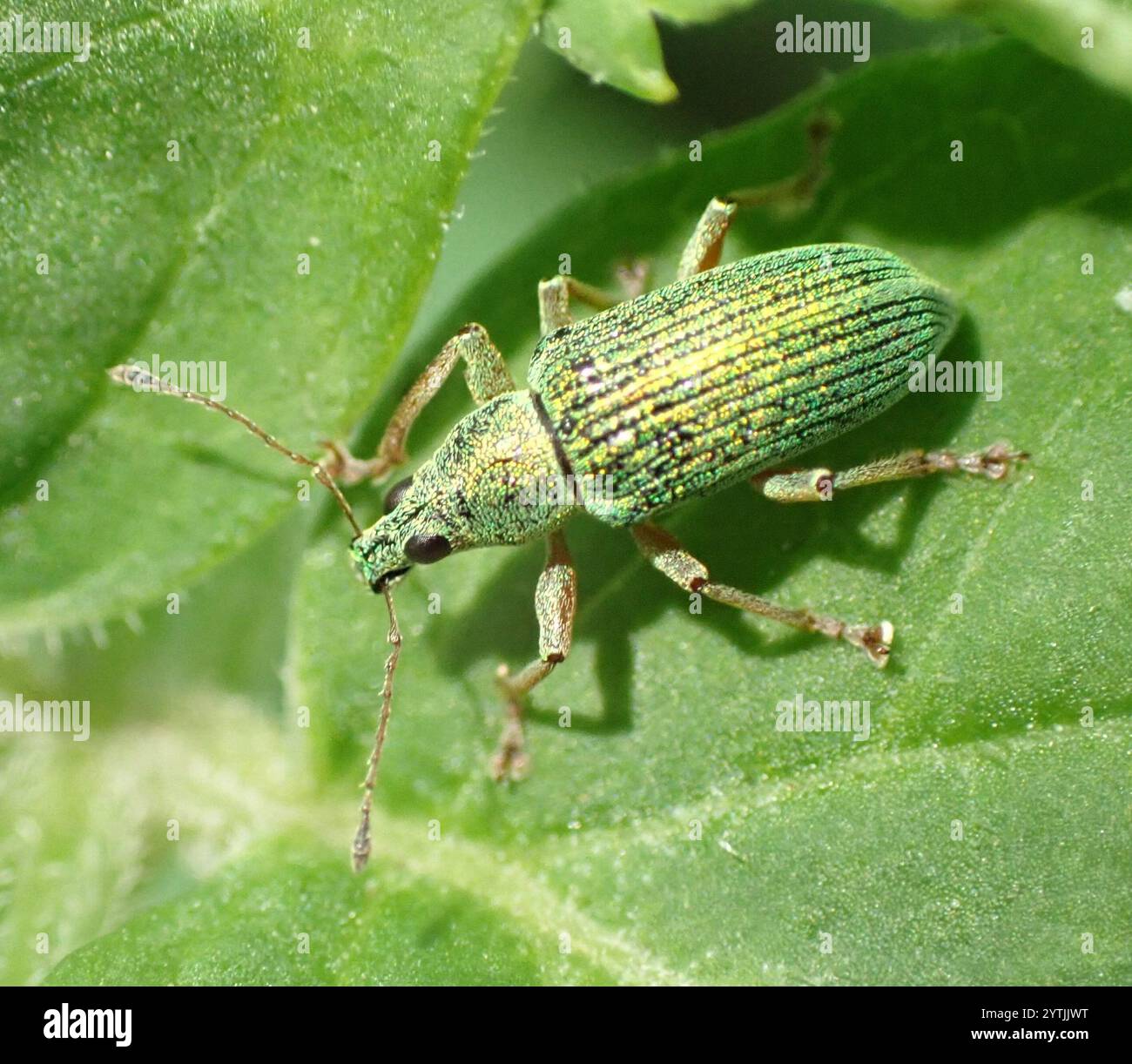 Green Immigrant Leaf Weevil (Polydrusus formosus Stock Photo - Alamy