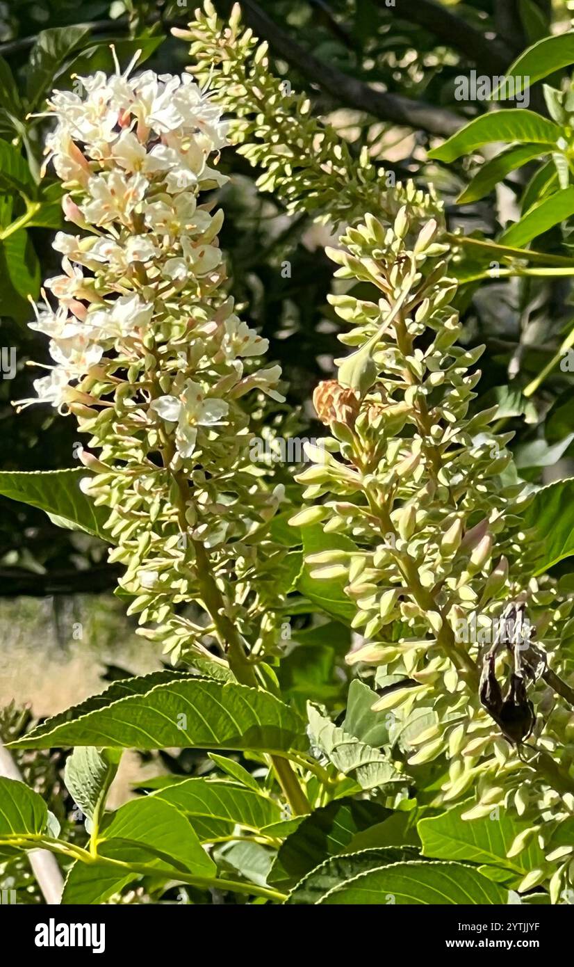 California buckeye (Aesculus californica Stock Photo - Alamy