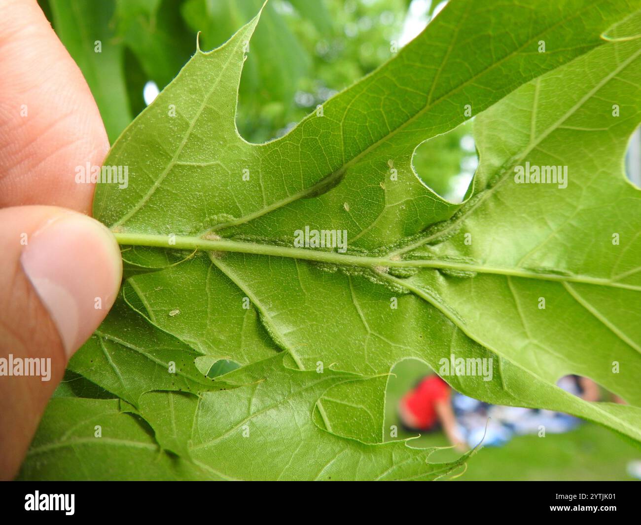 Contarinia hi-res stock photography and images - Alamy