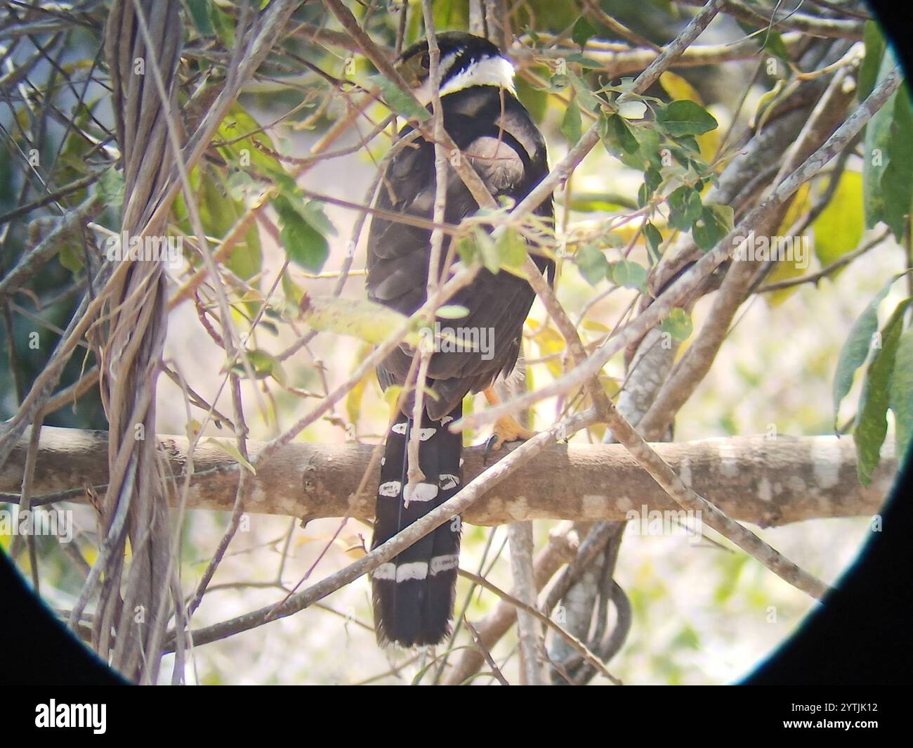Collared Forest-Falcon (Micrastur semitorquatus Stock Photo - Alamy