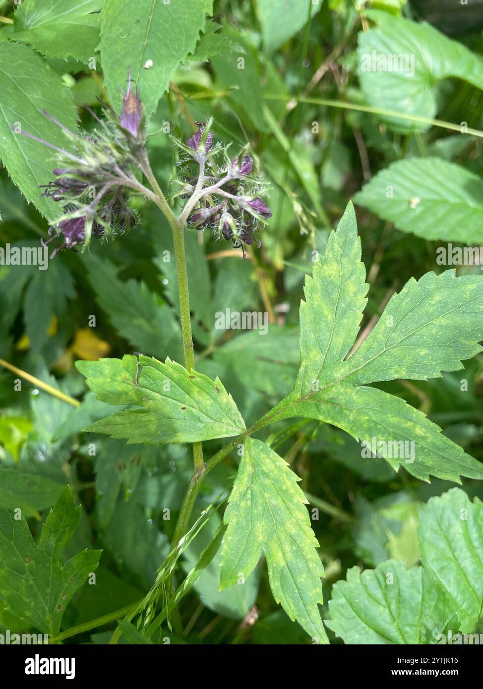 Appalachian waterleaf (Hydrophyllum virginianum atranthum Stock Photo ...