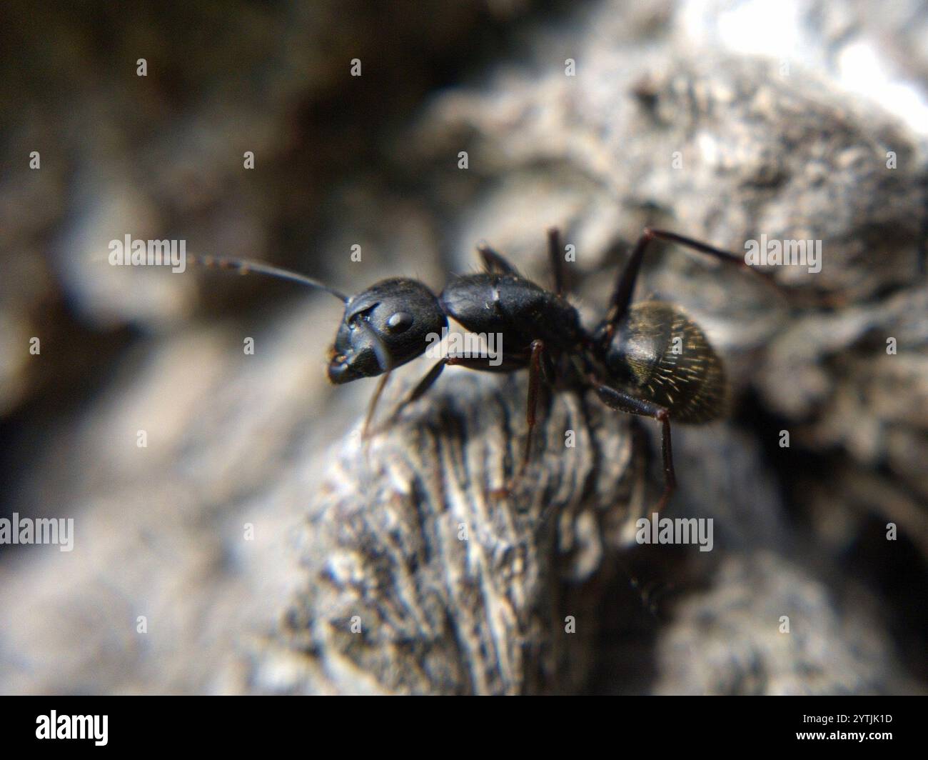 Eastern Black Carpenter Ant (Camponotus pennsylvanicus Stock Photo - Alamy