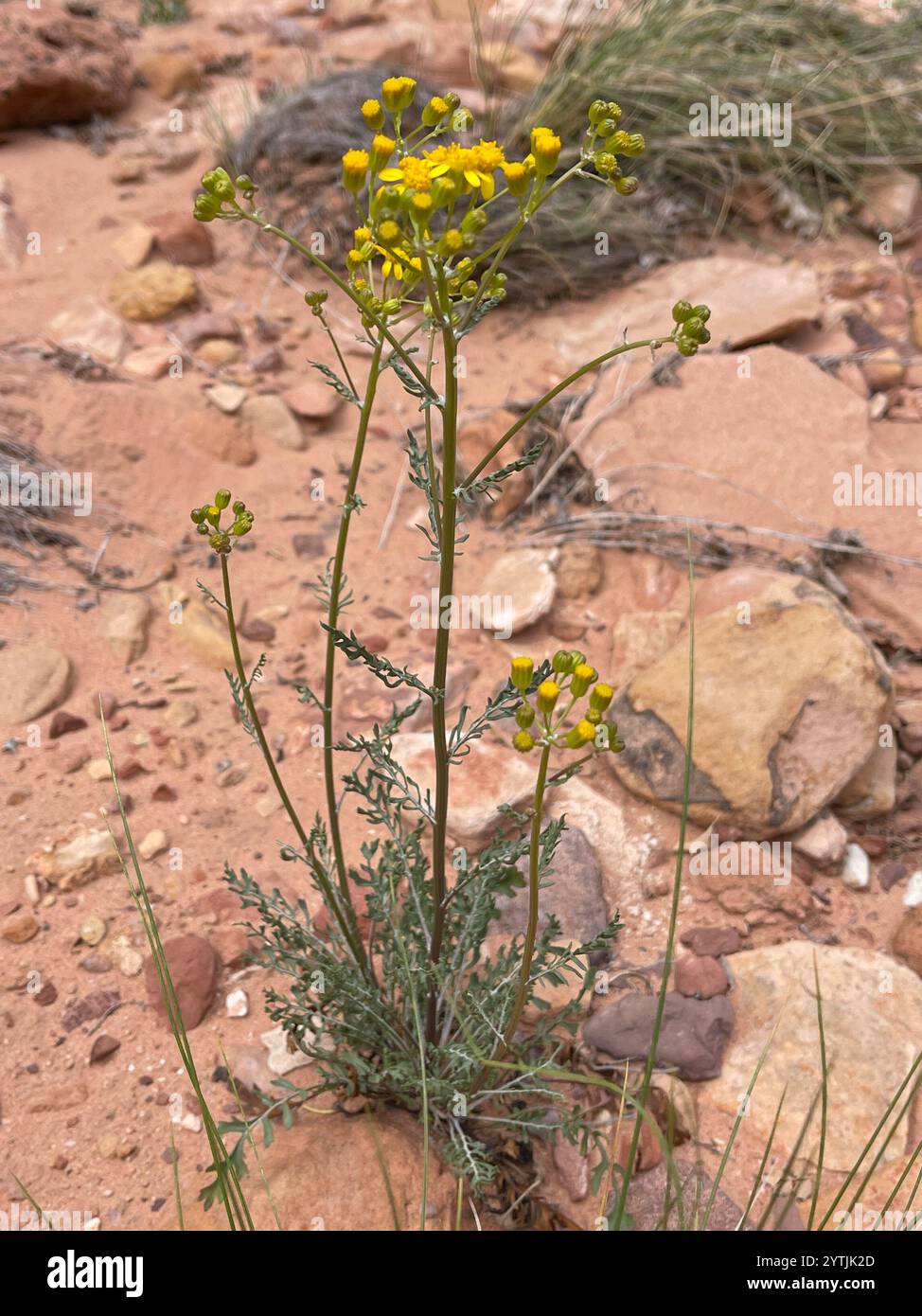 Packera multilobata hi-res stock photography and images - Alamy