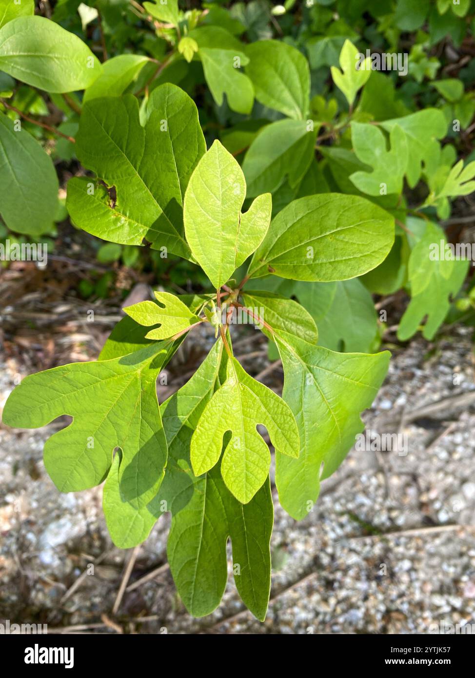 sassafras (Sassafras albidum Stock Photo - Alamy