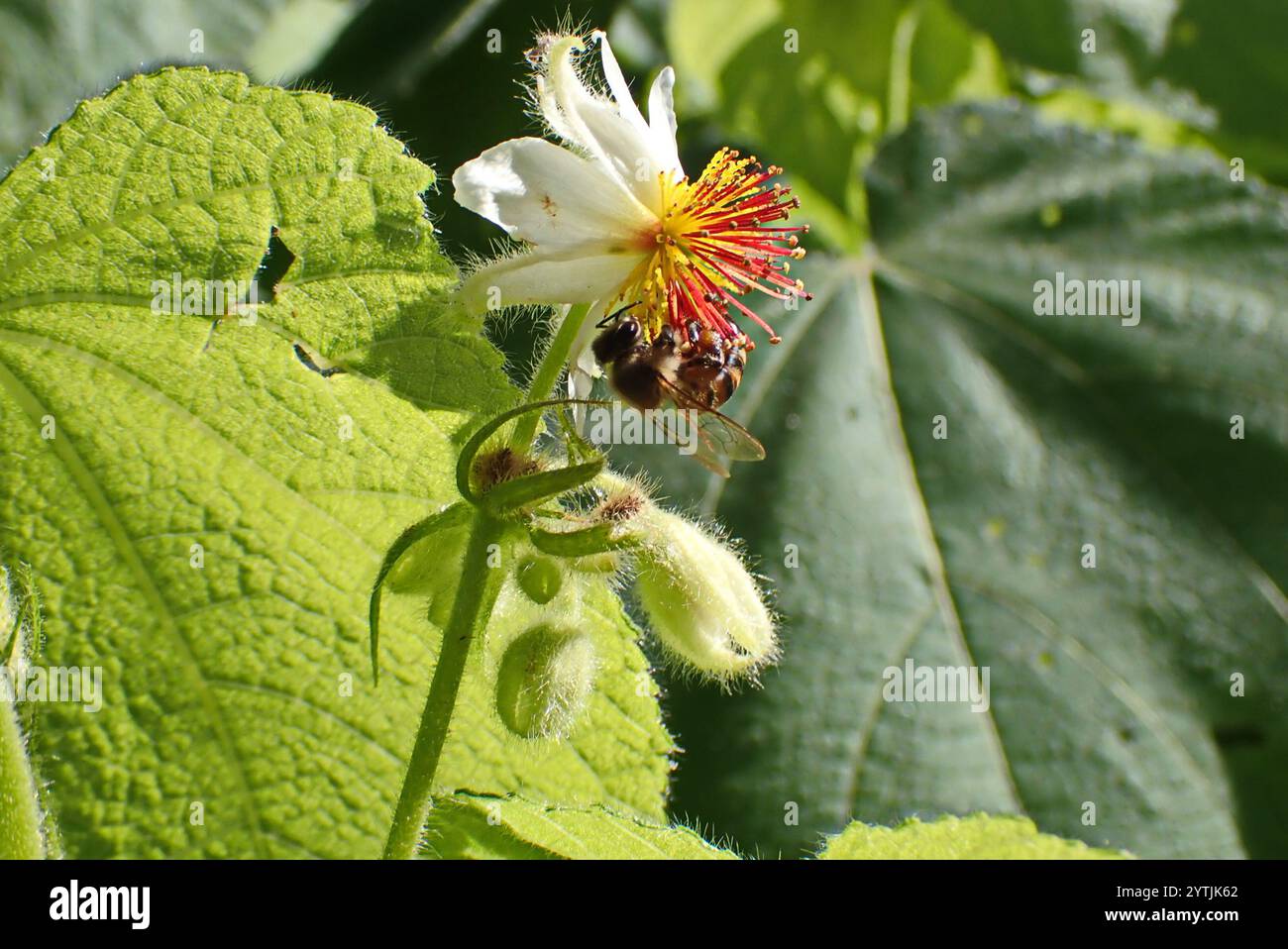 African hemp (Sparrmannia africana Stock Photo - Alamy