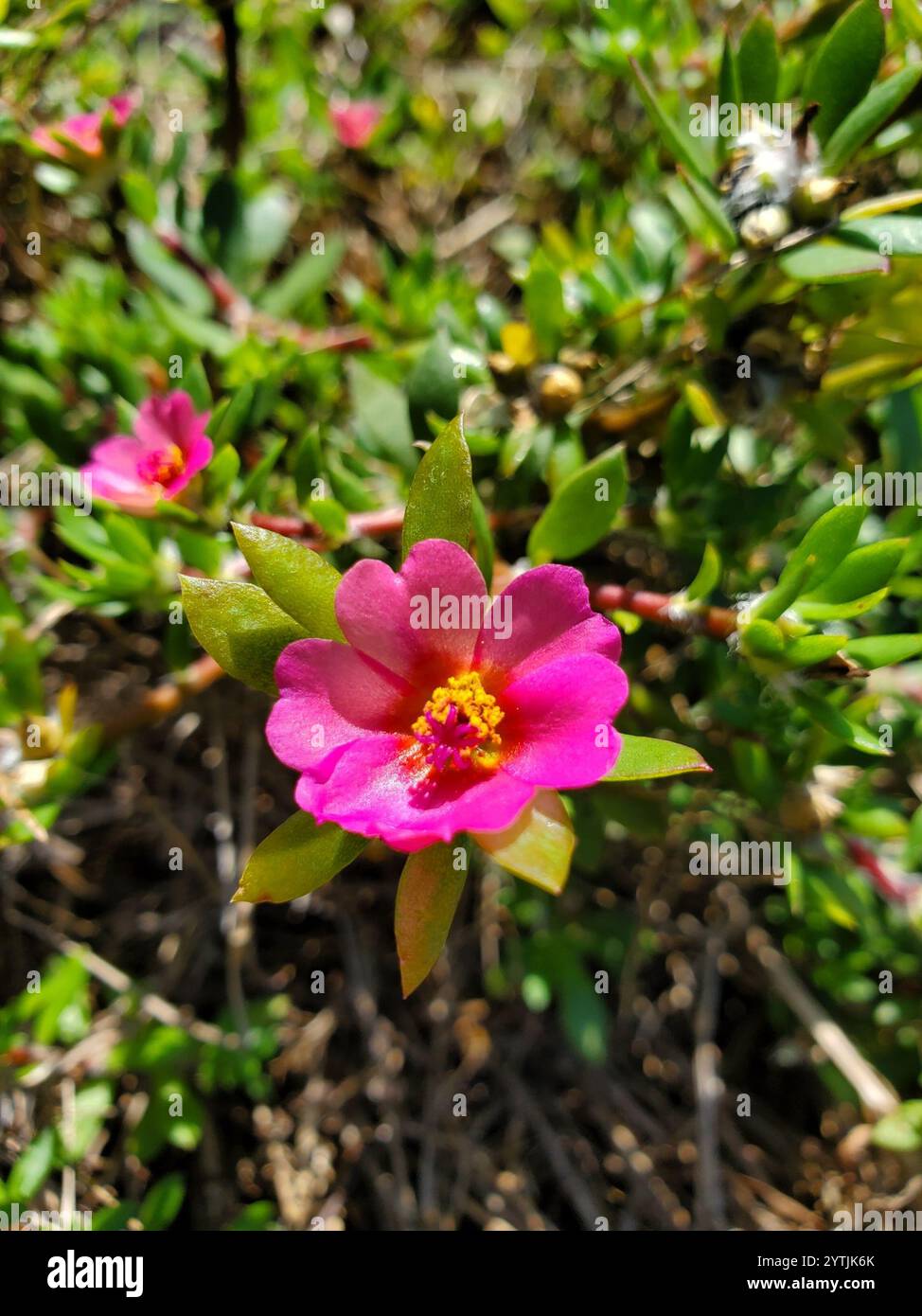 Paraguayan Purslane (Portulaca amilis Stock Photo - Alamy