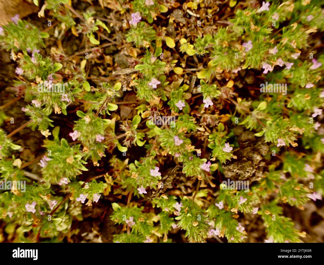 thyme-leaved pogogyne (Pogogyne serpylloides Stock Photo - Alamy