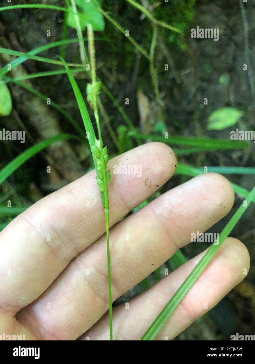 Prune-fruit Sedge (Carex corrugata Stock Photo - Alamy