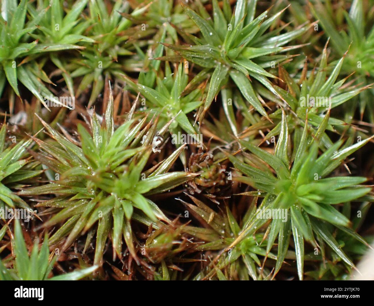 juniper haircap moss (Polytrichum juniperinum Stock Photo - Alamy
