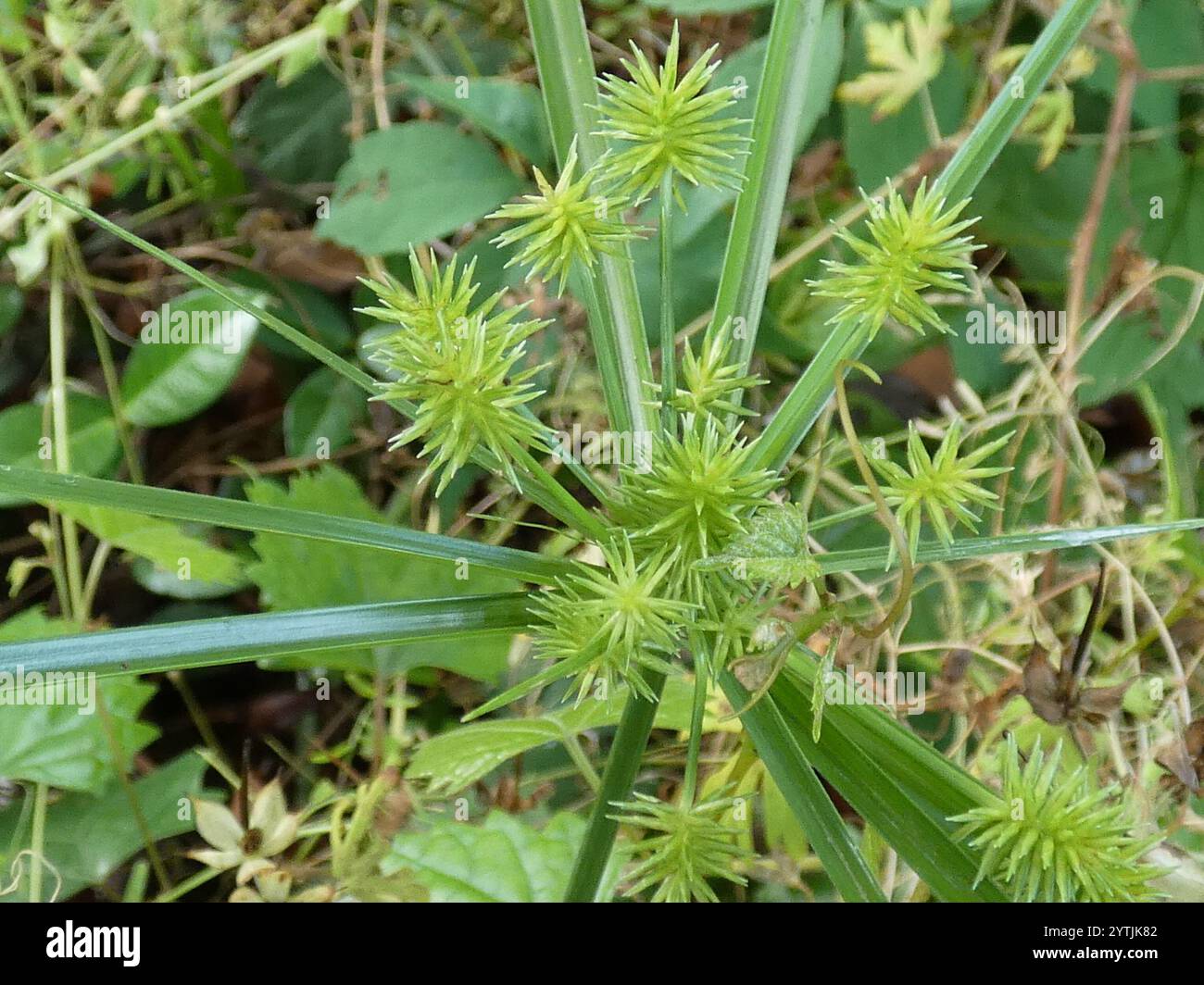 Baldwin's Flatsedge (Cyperus croceus Stock Photo - Alamy