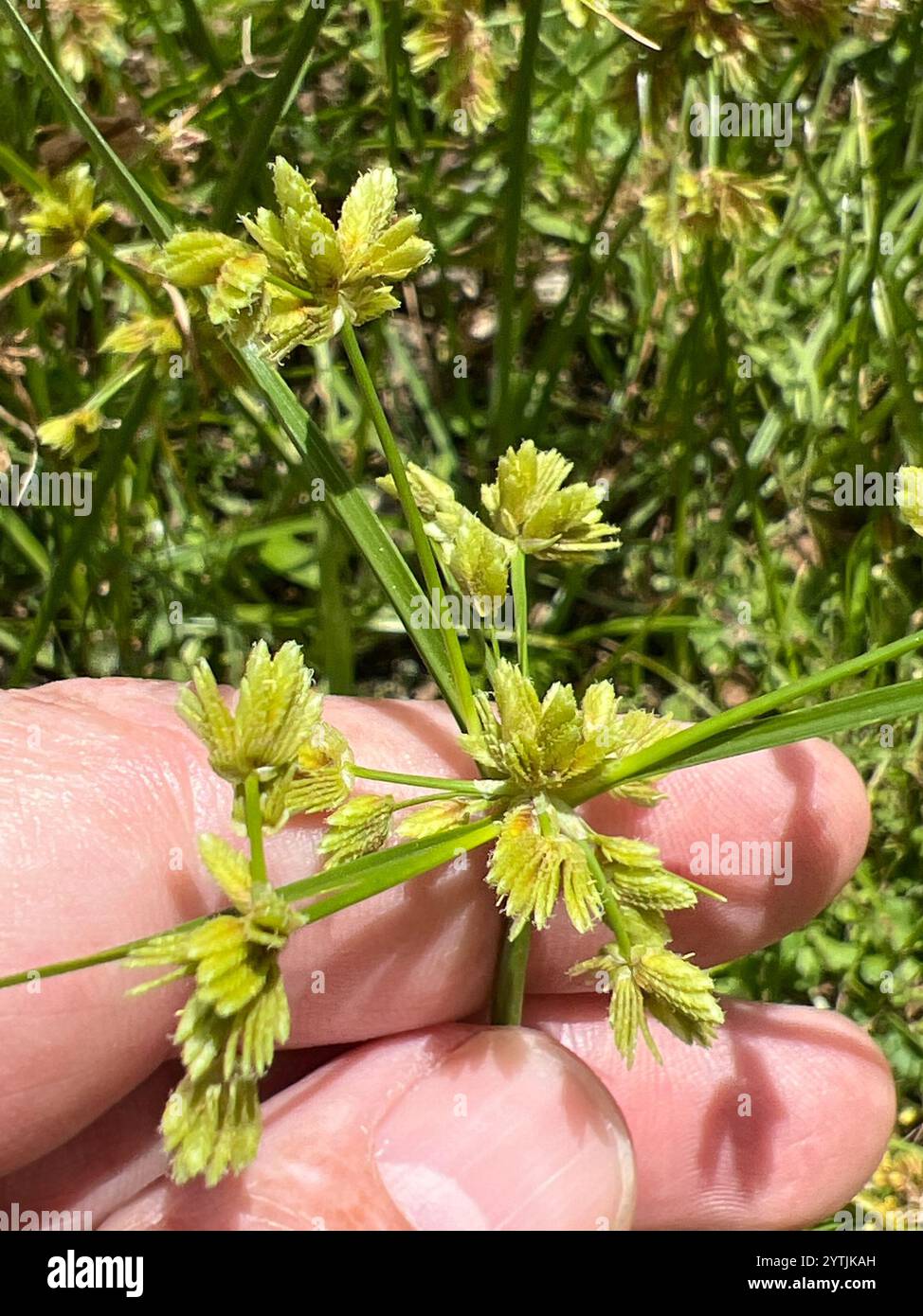tropical flatsedge (Cyperus surinamensis Stock Photo - Alamy