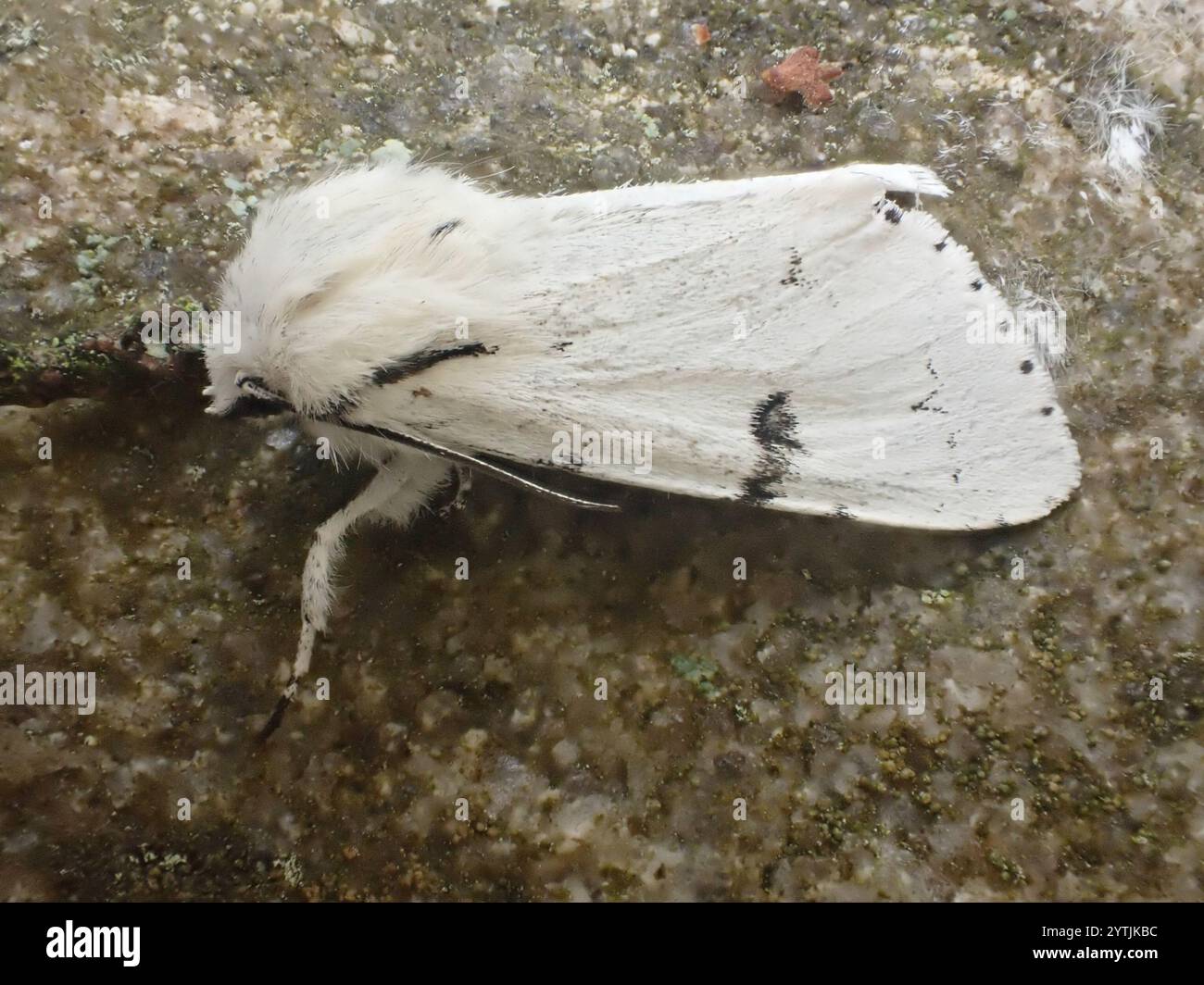 The Miller (Acronicta leporina Stock Photo - Alamy
