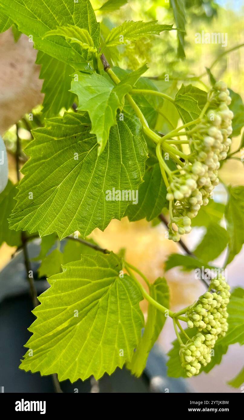 northern arrowwood (Viburnum recognitum Stock Photo - Alamy