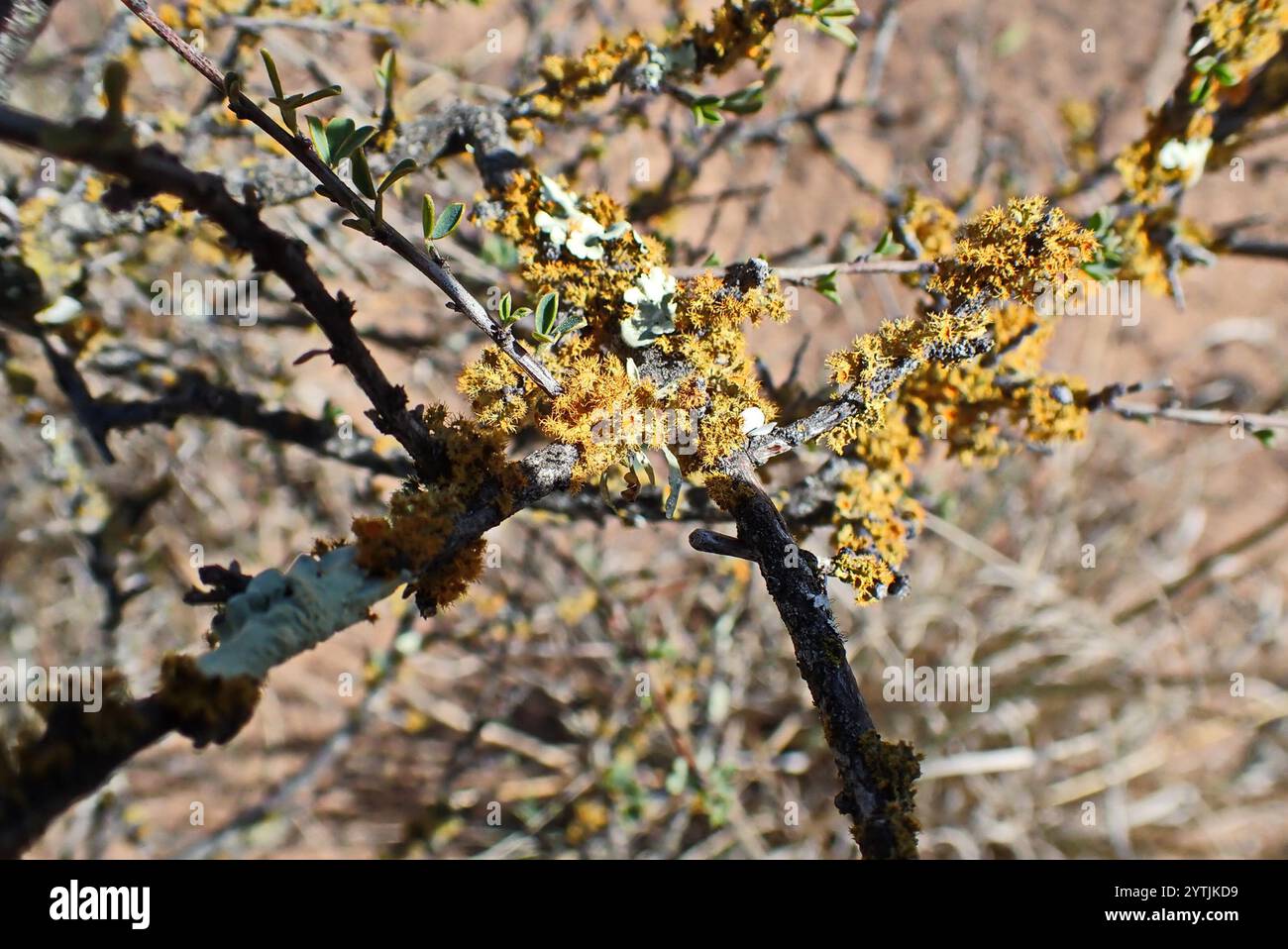 Golden-eye Lichen (Teloschistes chrysophthalmus Stock Photo - Alamy