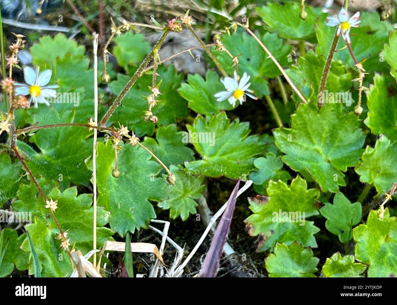 Wood saxifrage hi-res stock photography and images - Alamy