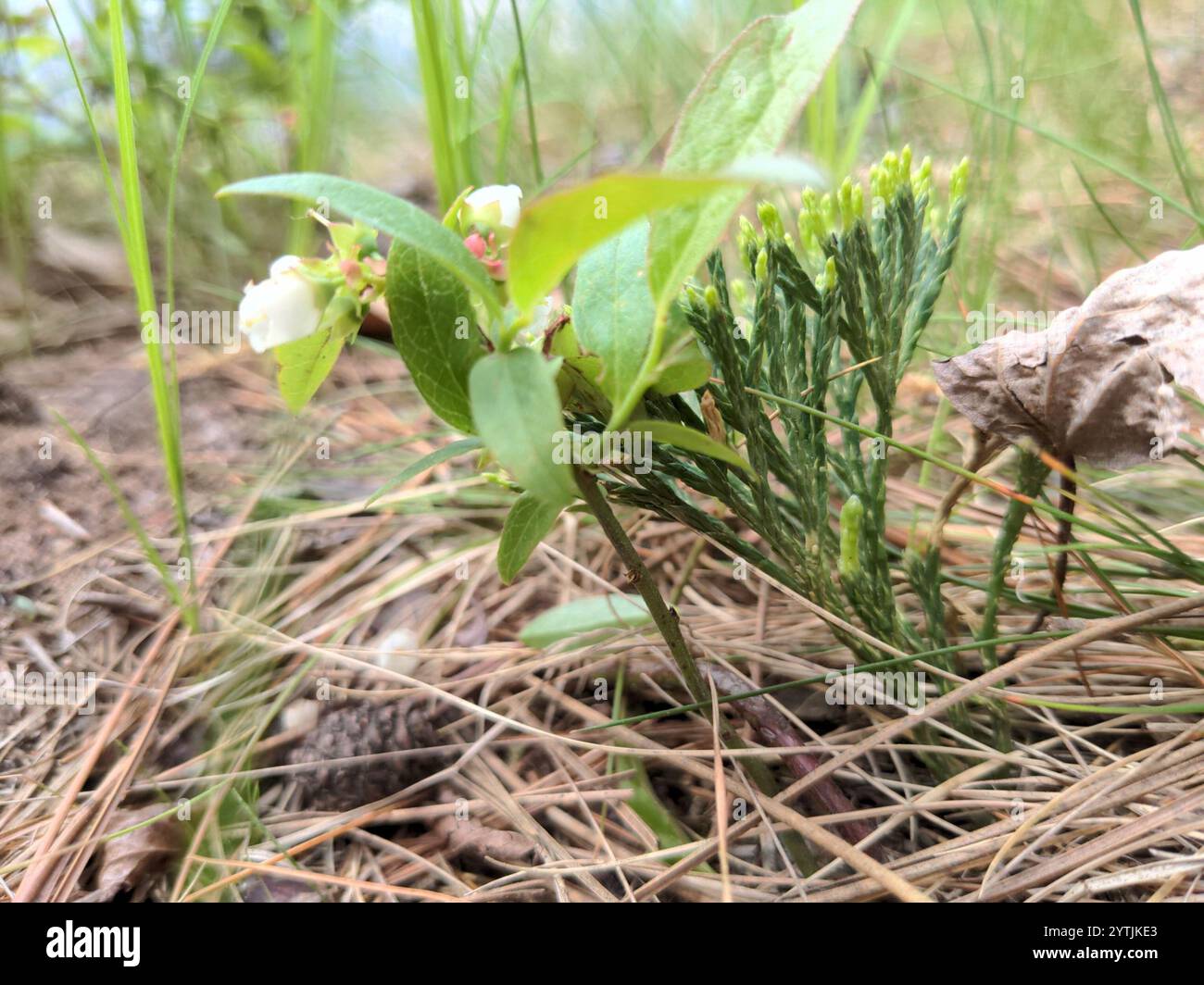 lowbush blueberry (Vaccinium angustifolium Stock Photo - Alamy