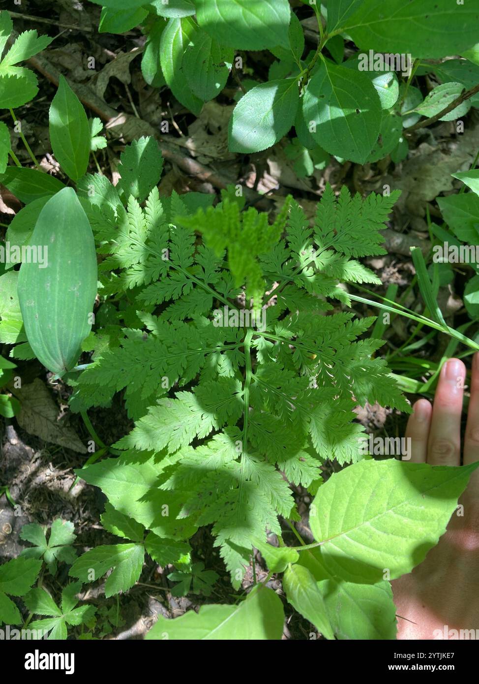 rattlesnake fern (Botrypus virginianus Stock Photo - Alamy