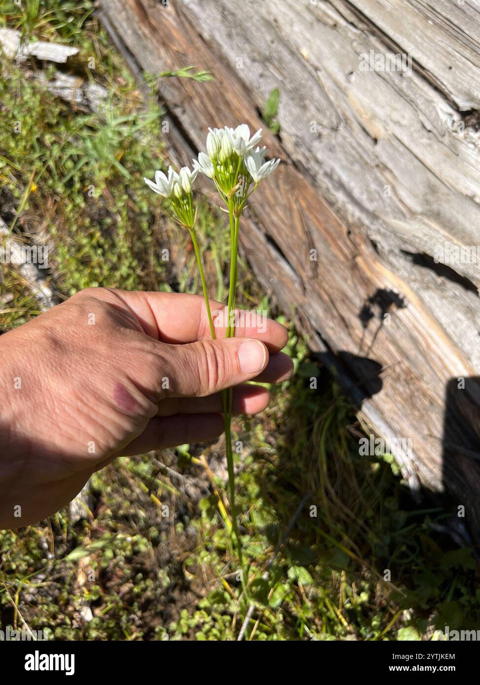 White brodiaea hi-res stock photography and images - Alamy
