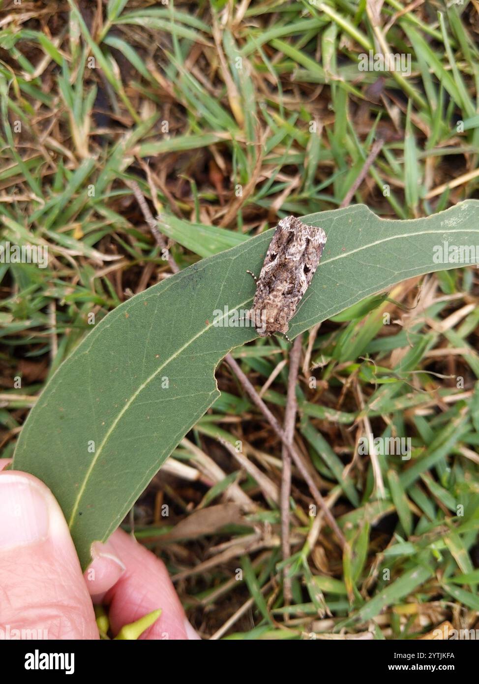 Armyworm Moths (Spodoptera Stock Photo - Alamy