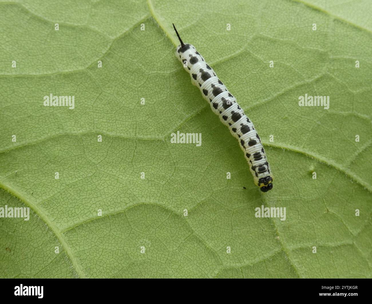 Catalpa Sphinx (Ceratomia catalpae Stock Photo - Alamy