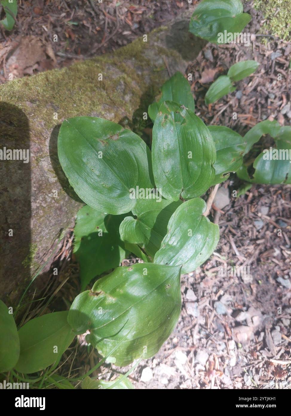 Canada mayflower (Maianthemum canadense Stock Photo - Alamy