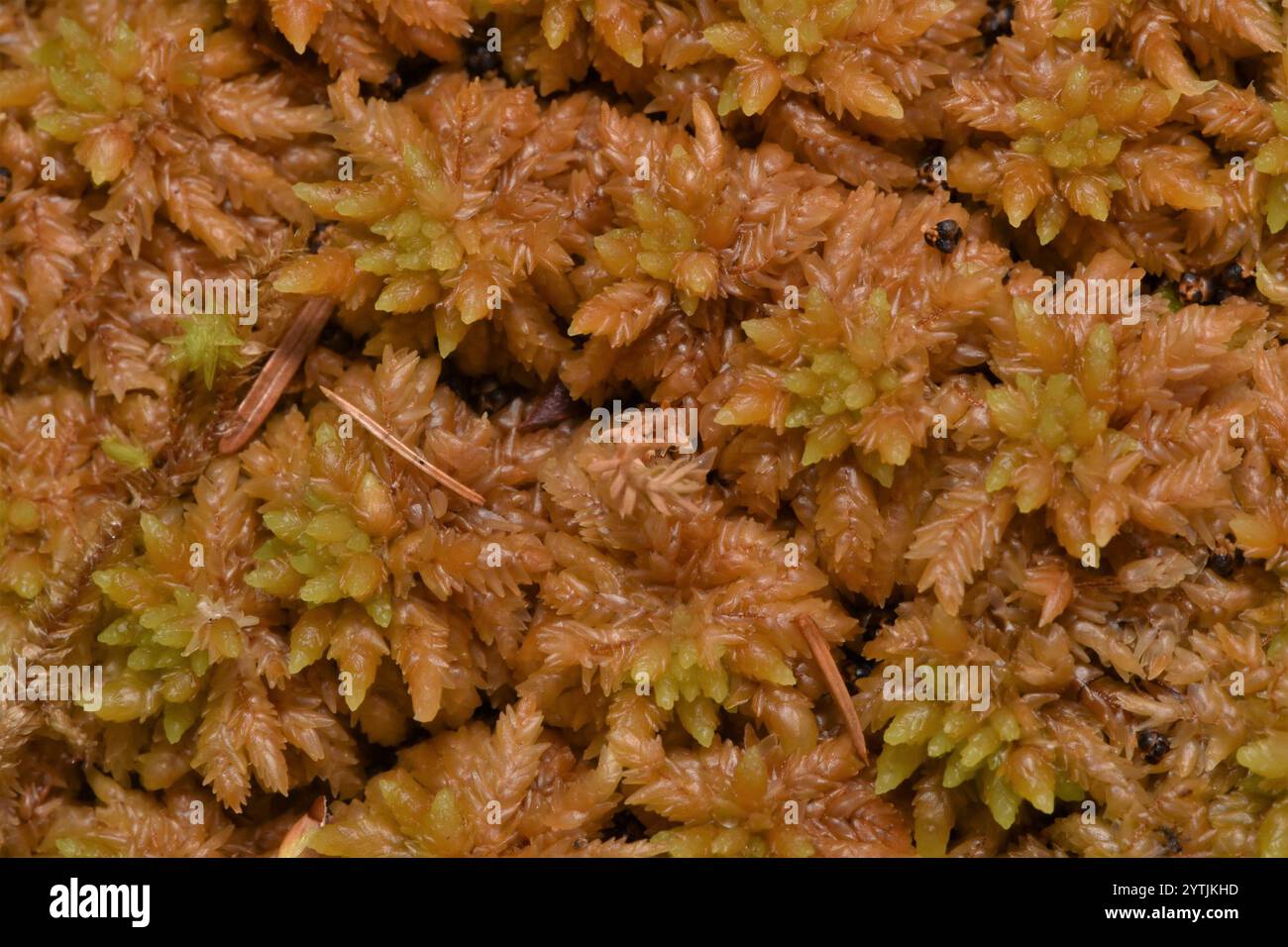 Papillose sphagnum hi-res stock photography and images - Alamy