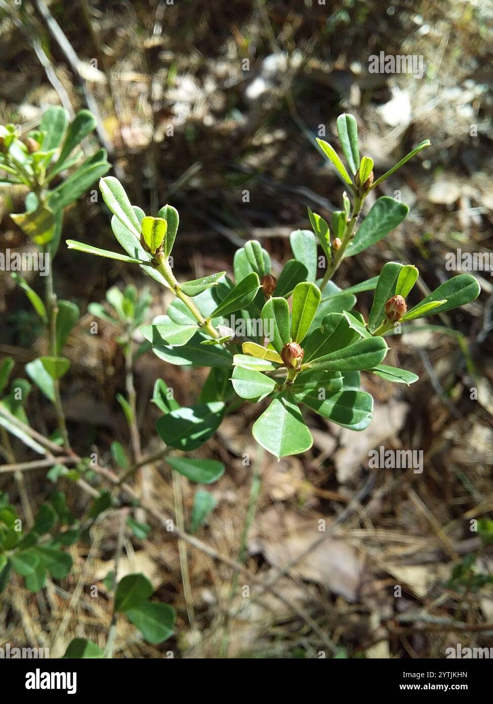 Large-leaf Bush Pea (Pultenaea daphnoides Stock Photo - Alamy