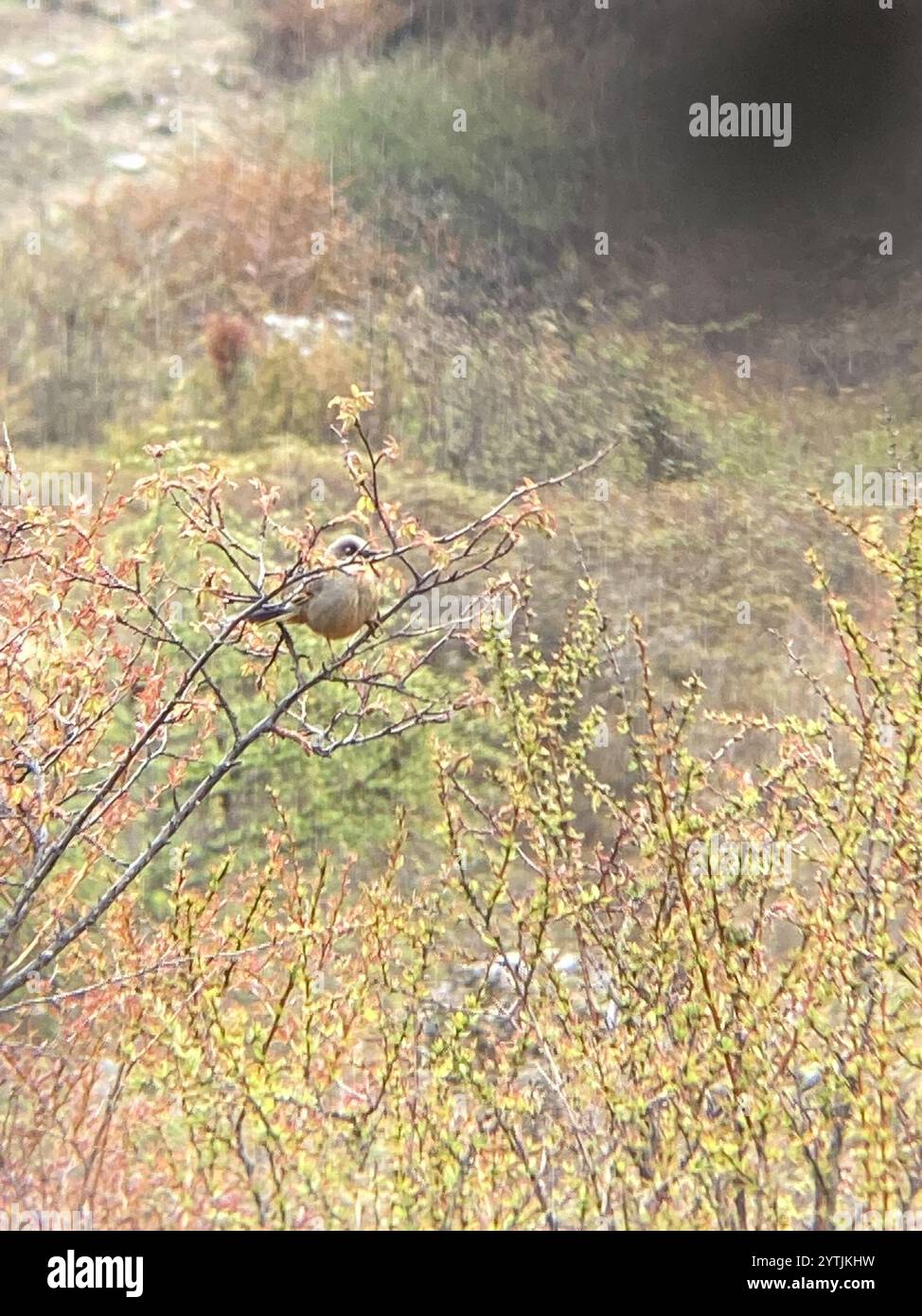 Variegated Laughingthrush (Trochalopteron variegatum Stock Photo - Alamy