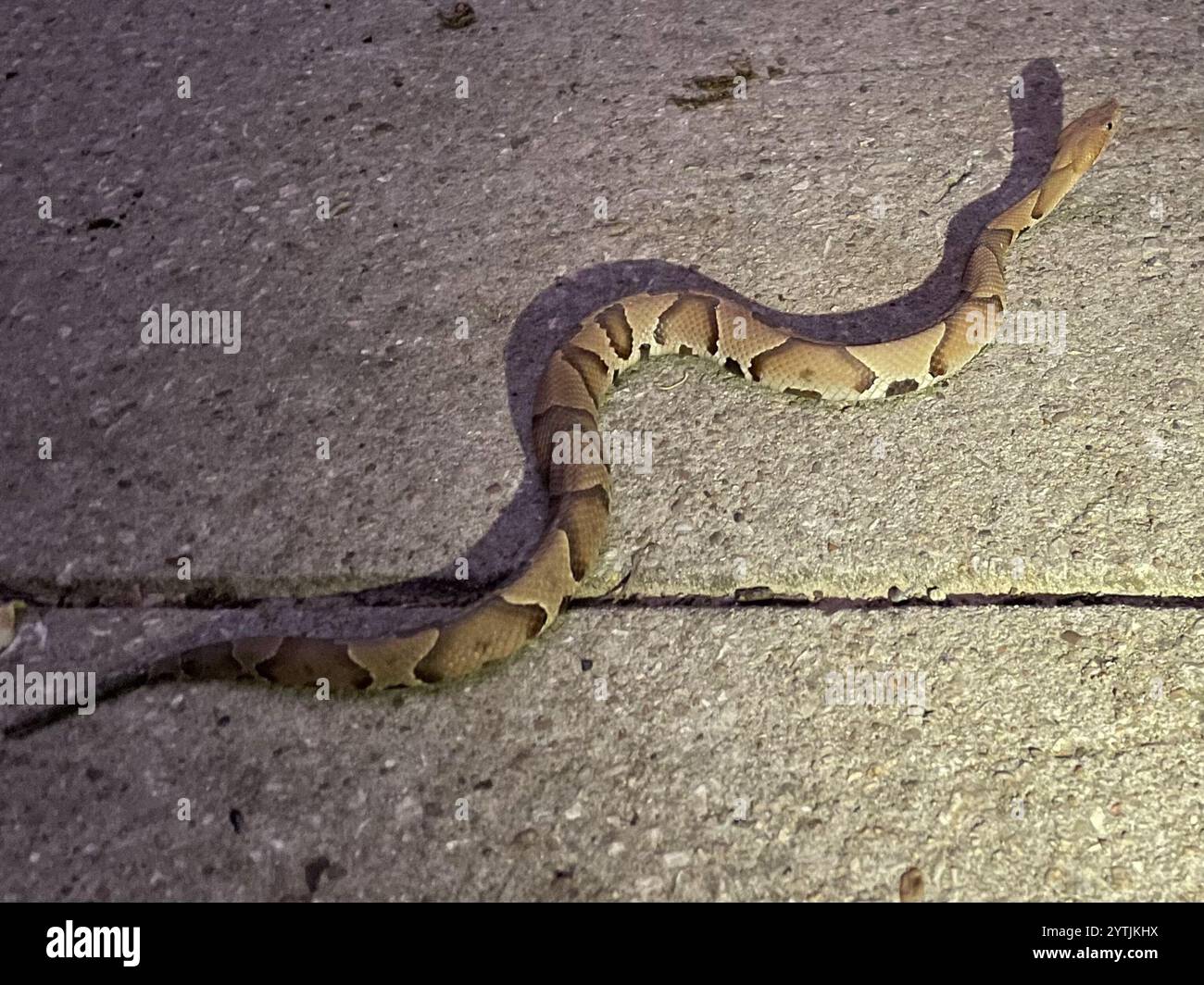 Eastern Copperhead (Agkistrodon contortrix Stock Photo - Alamy