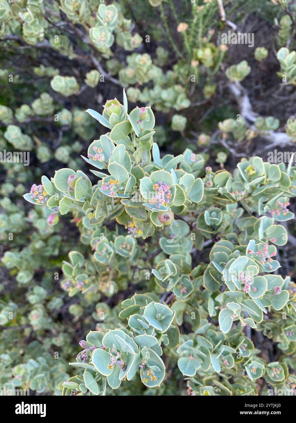 Cape Sumach (Colpoon compressum Stock Photo - Alamy