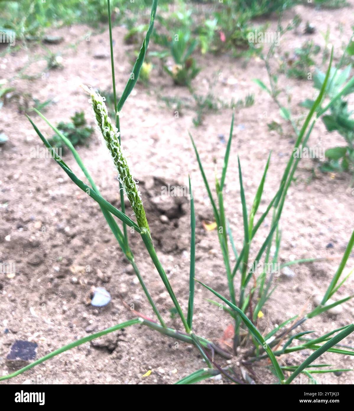 Black-grass (Alopecurus myosuroides Stock Photo - Alamy