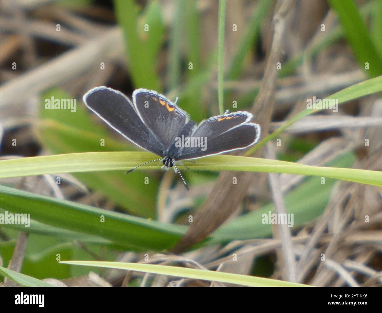 Eastern Tailed-Blue (Cupido comyntas Stock Photo - Alamy