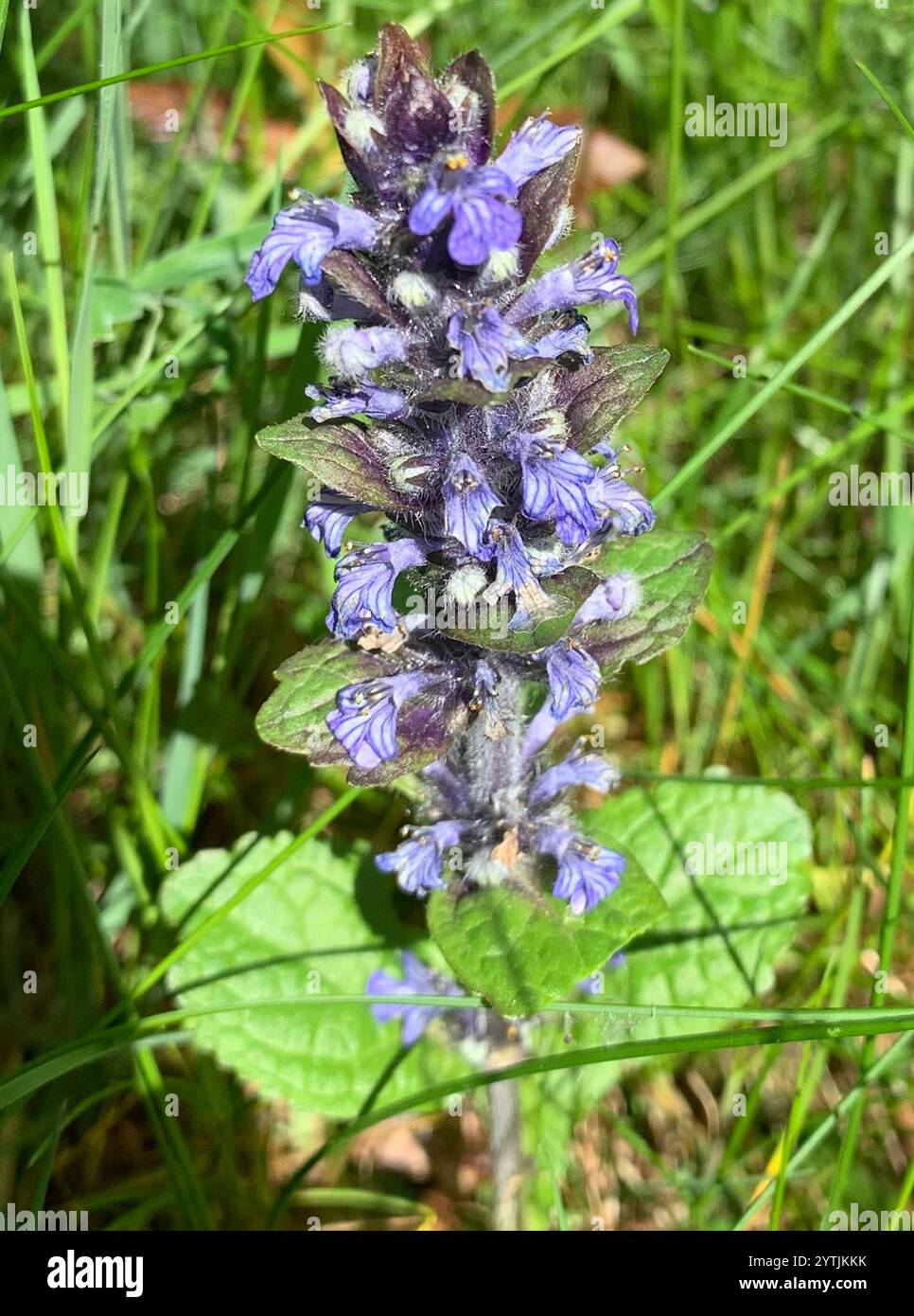 carpet bugle (Ajuga reptans Stock Photo - Alamy