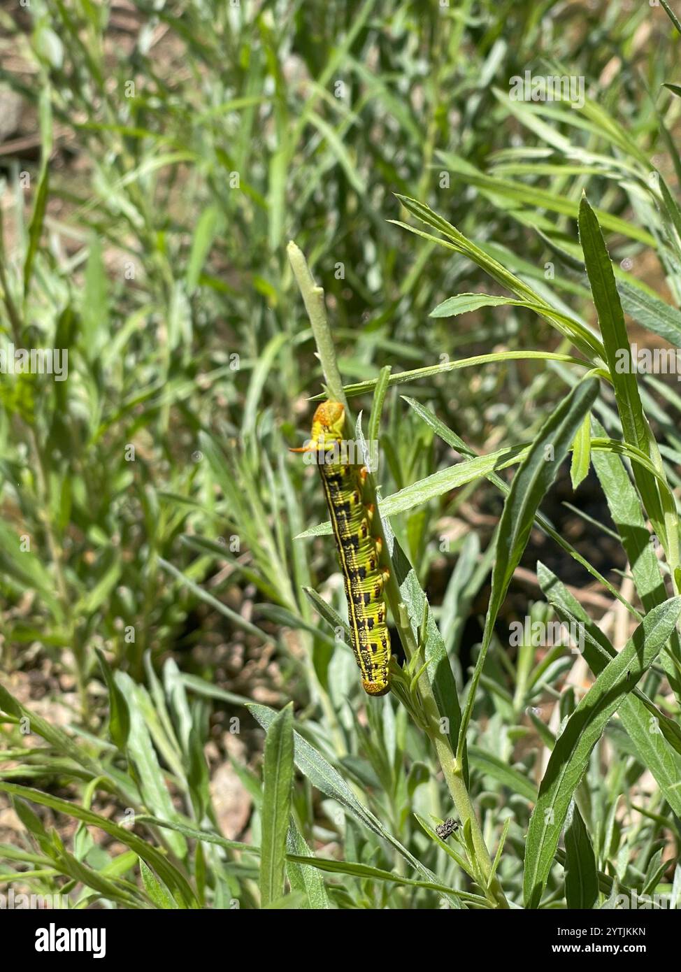 White-lined Sphinx (Hyles lineata Stock Photo - Alamy