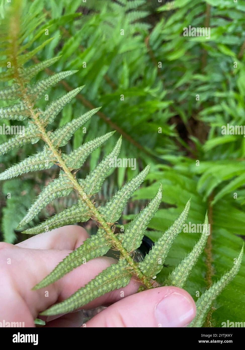 western sword fern (Polystichum munitum Stock Photo - Alamy