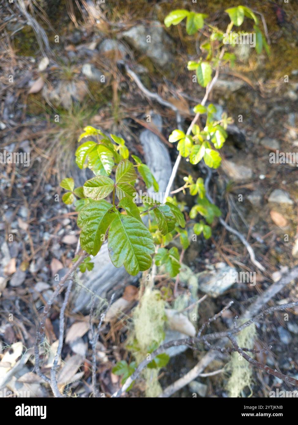 Pacific poison oak (Toxicodendron diversilobum Stock Photo - Alamy